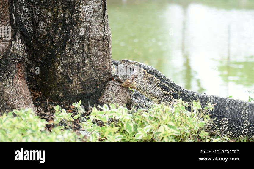 Fish eating lizard Stock Videos & Footage - HD and 4K Video Clips - Alamy