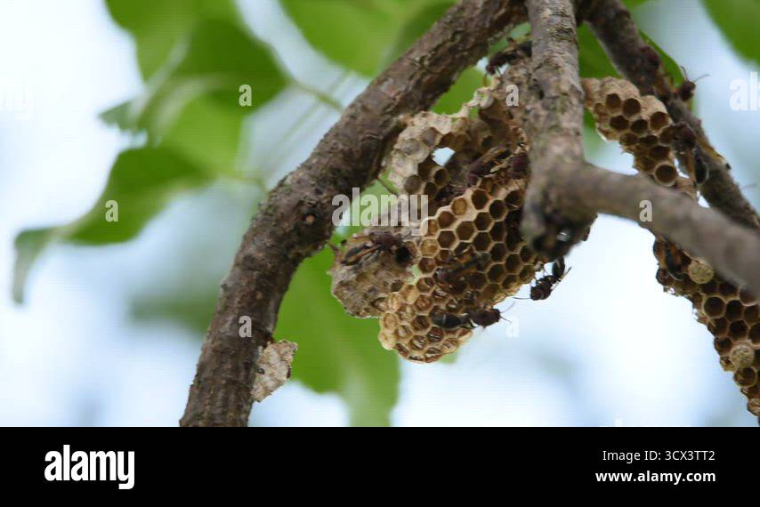 Hymenoptera on nest in nature Stock Videos & Footage - HD and 4K Video ...