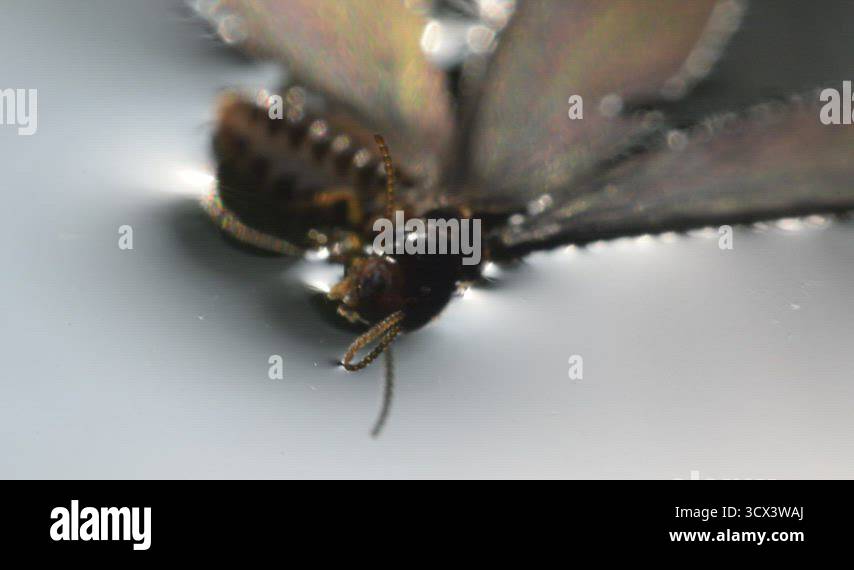 Macro of alate insect on water Stock Video Footage - Alamy