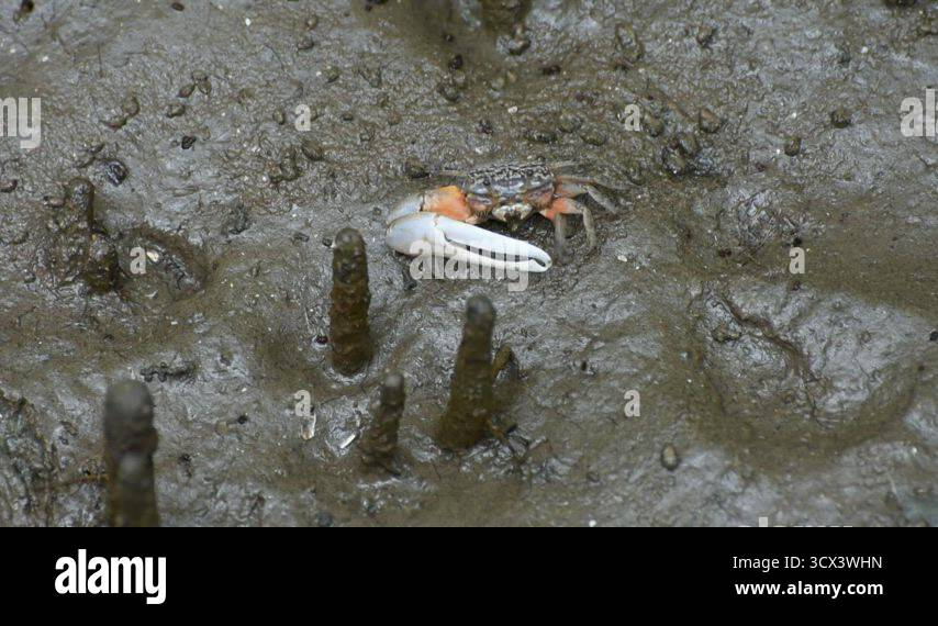 Crab (Sesarma meder) at mangrove forest Stock Video Footage - Alamy