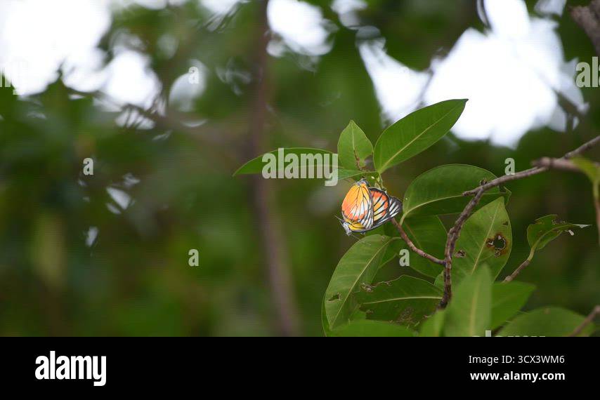 Monarch butterfly breeding Stock Videos & Footage - HD and 4K Video ...