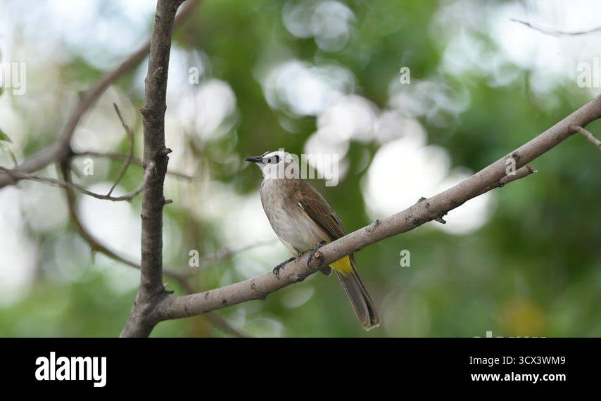 Bird (Yellow-vented Bulbul) on tree in nature wild Stock Video Footage ...