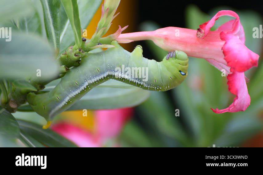 Azalea moth Stock Videos & Footage - HD and 4K Video Clips - Alamy