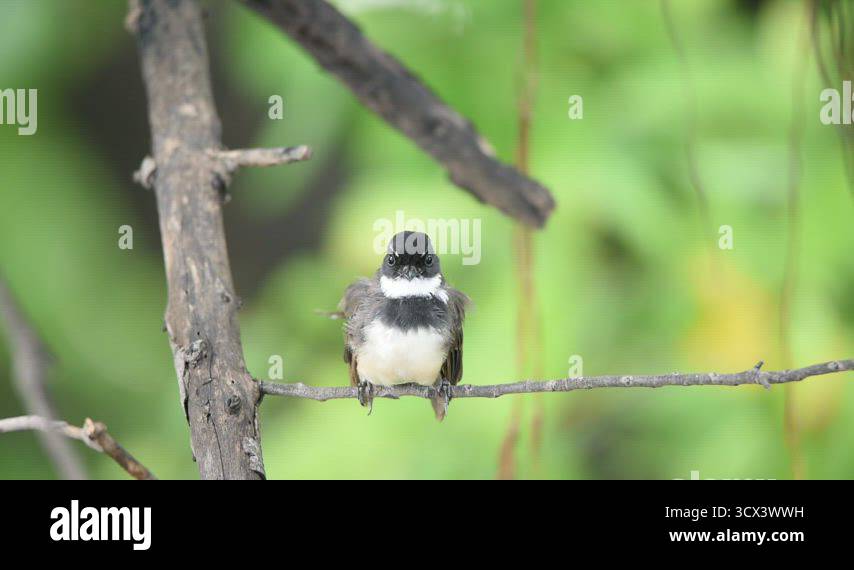 Bird pied fantail flycatcher Stock Videos & Footage - HD and 4K Video ...