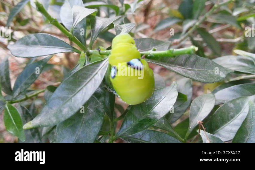 Moth larva leaf eat Stock Videos & Footage - HD and 4K Video Clips - Alamy