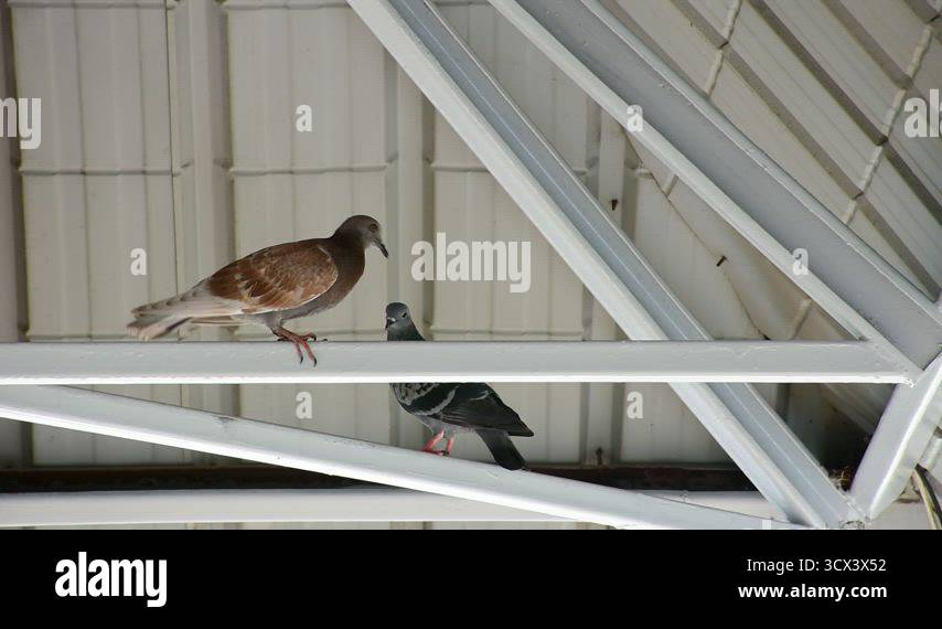 Bird Pigeon under roof Stock Video Footage - Alamy