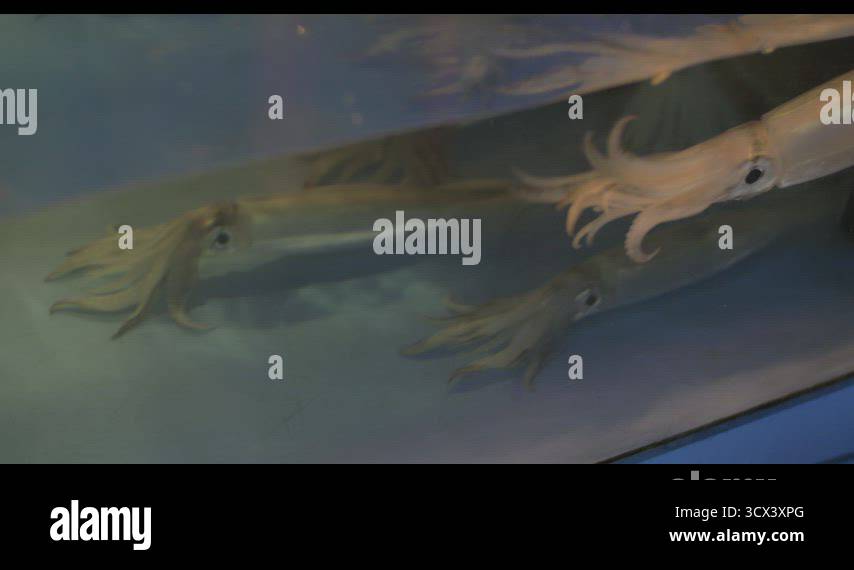 Squids in the water tank of sea food store Stock Video Footage - Alamy