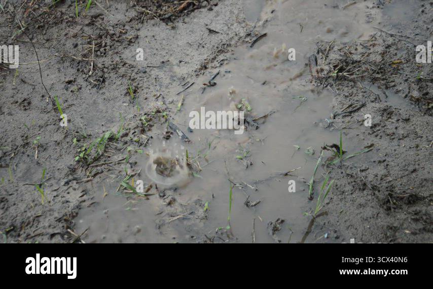 Spring rain is falling and drops of water are dripping in puddles Stock ...