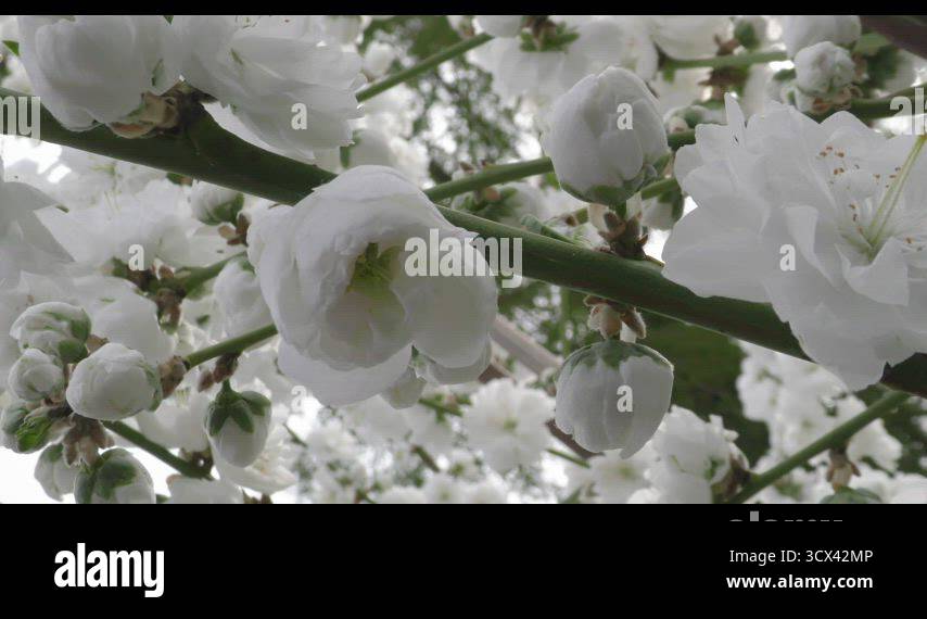 Prunus persica spring flowers on branches close-up 4K 2160p 24fps ...