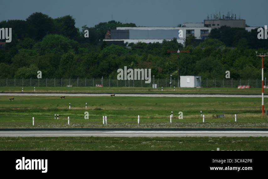 Approaching Boeing 737 of TuiFly airlines Stock Video Footage - Alamy
