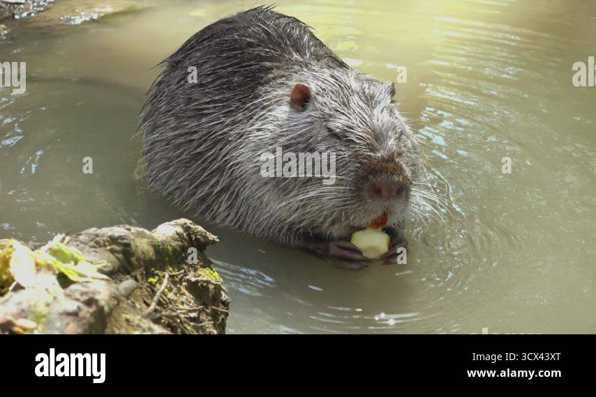 Rodent animal eating food Stock Videos & Footage - HD and 4K Video ...