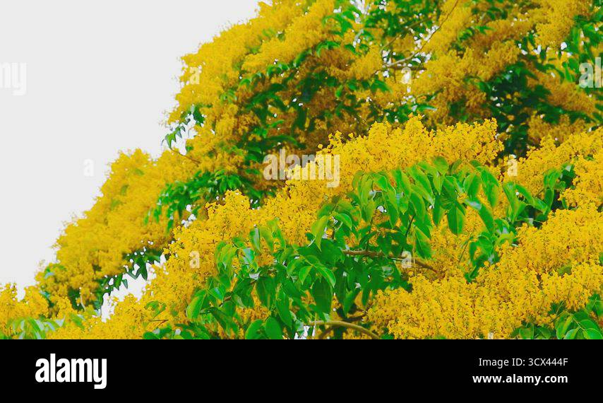 Burma padauk yellow tree flowers Stock Videos & Footage - HD and 4K ...