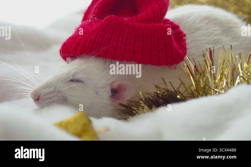 New year 2020 white background Stock Videos & Footage - HD and 4K Video ...