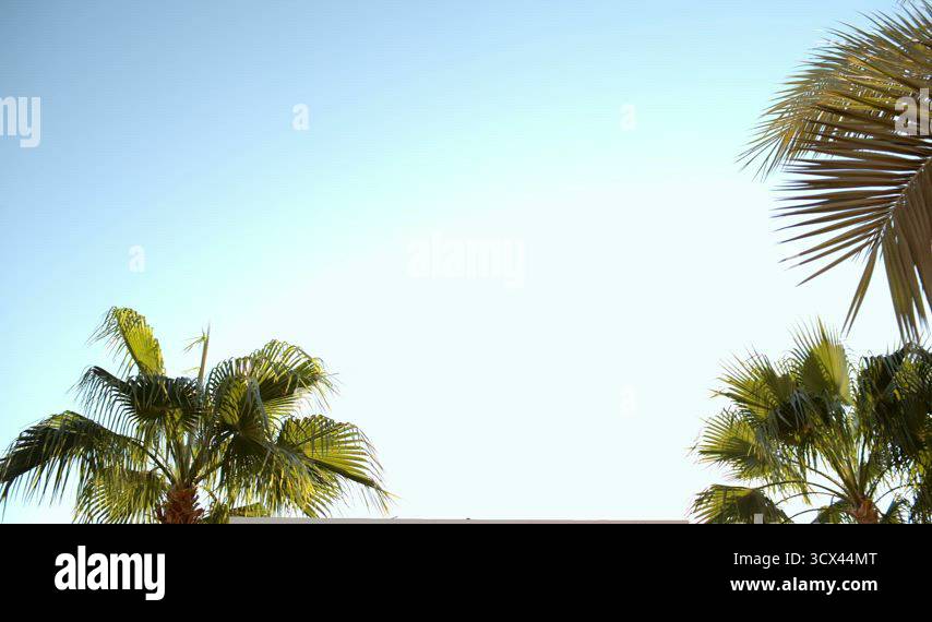 Blank presentation screen palms Stock Videos & Footage - HD and 4K ...