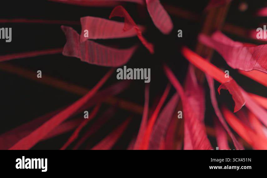 Fluttering red background ribbons. Black background with red color ...