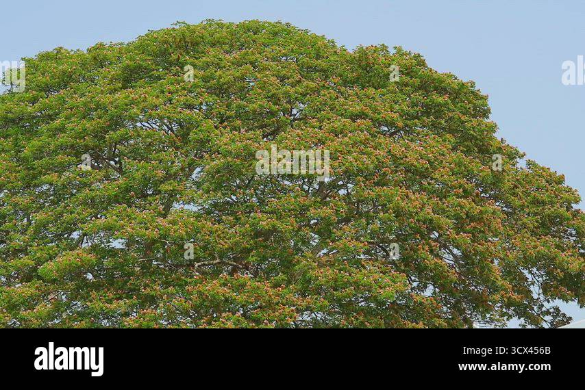Monkey Podม Rain Tree, East Indian Walnut pink flowers and sky Stock ...