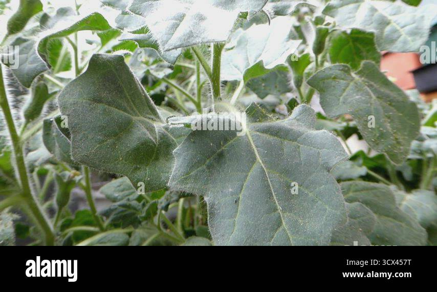 yellow henbane, medicine plant with flower Stock Video Footage - Alamy