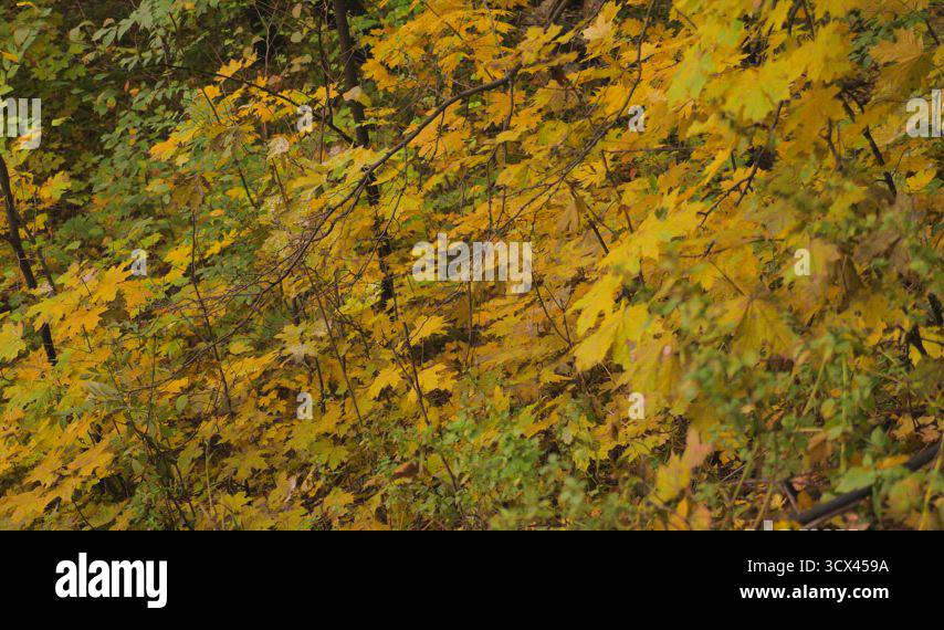 Fully equipped soldiers wearing camouflage uniform making their way ...