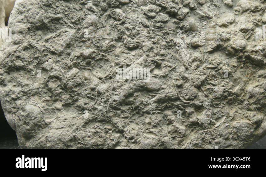Limestone fossils Stock Videos & Footage - HD and 4K Video Clips - Alamy