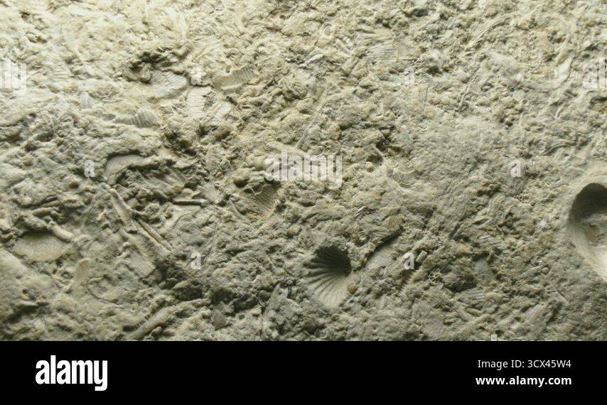 Sedimentary fossils Stock Videos & Footage - HD and 4K Video Clips - Alamy