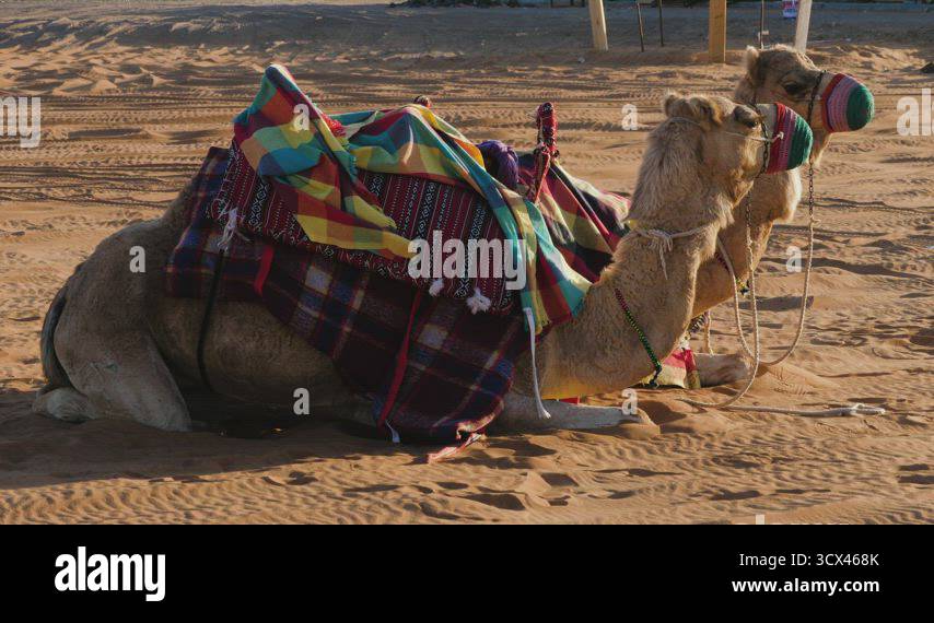 Saddled camels Stock Videos & Footage - HD and 4K Video Clips - Alamy