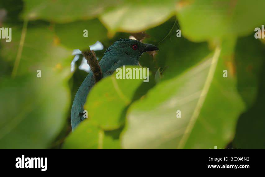 Blue eyes bird Stock Videos & Footage - HD and 4K Video Clips - Alamy