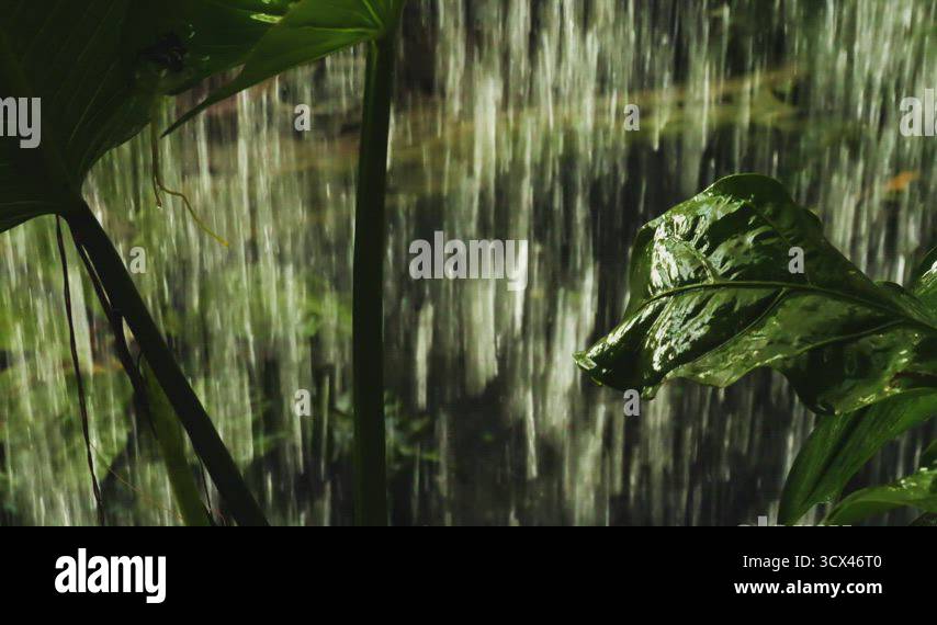 Heavy tropical monsoon rainfall Stock Videos & Footage - HD and 4K ...