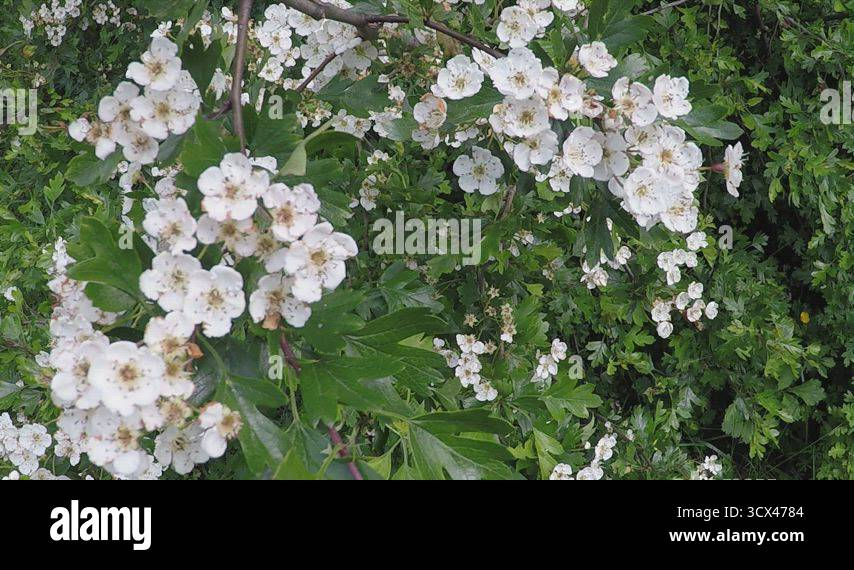 hawthorn, blossom, medicinal and food plant Stock Video Footage - Alamy