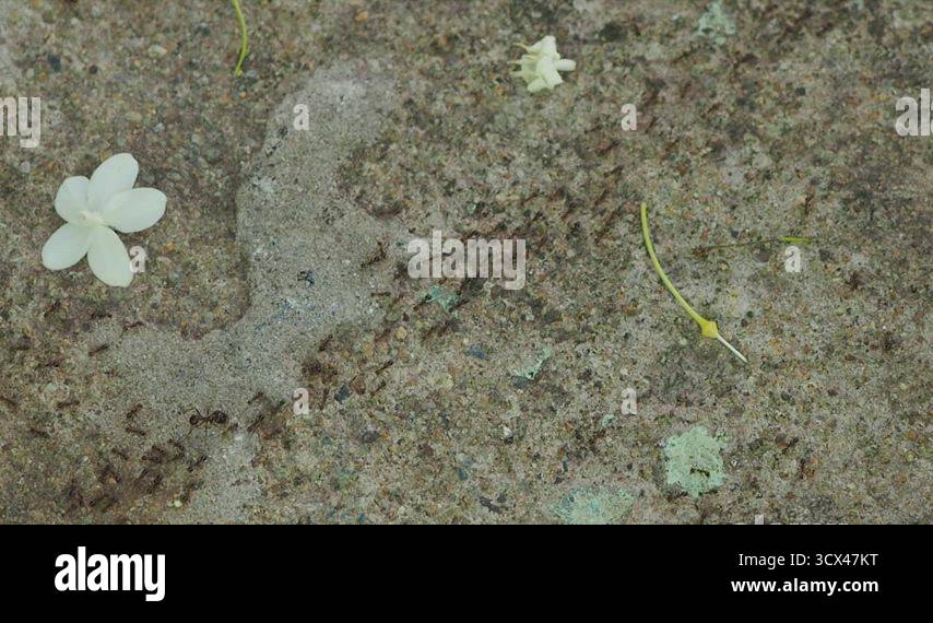 Great migration ants close up Stock Videos & Footage - HD and 4K Video ...