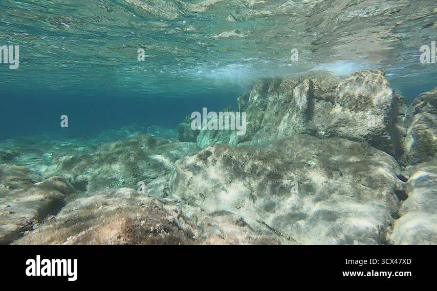 Underwater footage of a group of baby Sarpa salpa fish known commonly ...