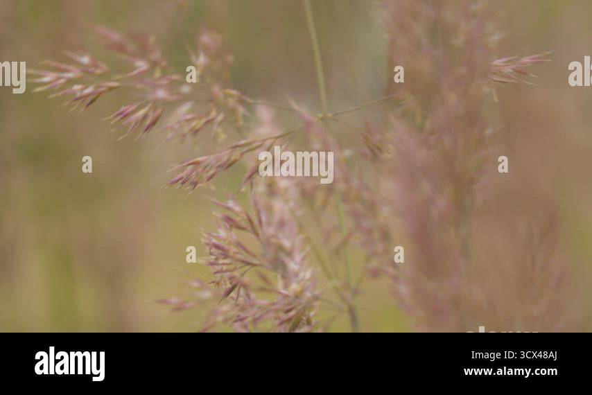 Wild cereal seeds in the wind Stock Video Footage - Alamy