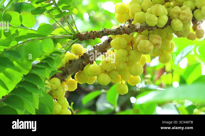 star gooseberry, vegetable, garden, fruit, useful Can use both leaf and root treatment Stock ...