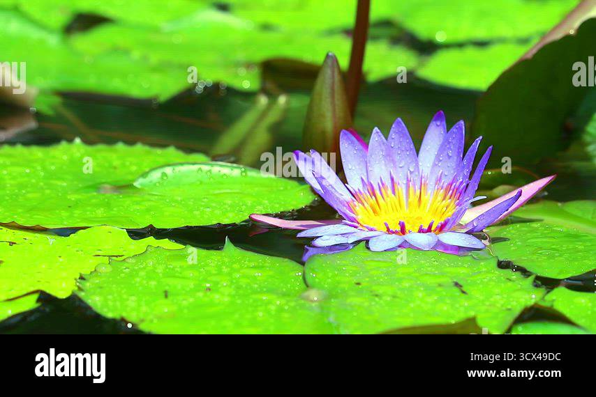 reflection of lotus purple flower boom in pond and rain fall on leaves ...