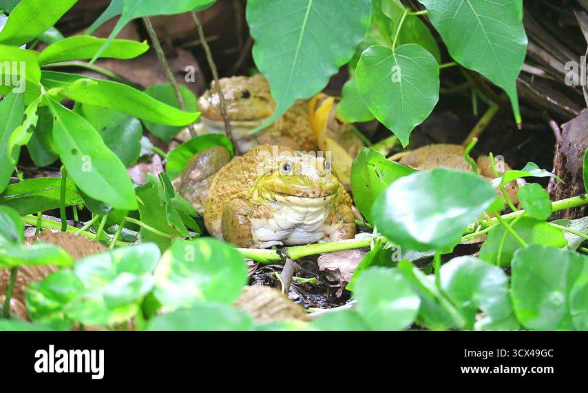 Frogs live away from the sun in shade of trees and are active at night ...