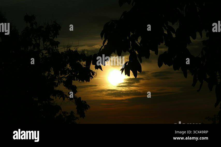 blur moon yellow sky silhouette leaves and cloud moving1 Stock Video ...