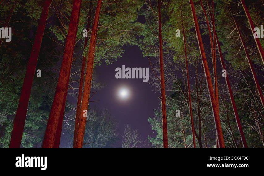 Moon and pine, 4k, time-lapse Stock Video Footage - Alamy