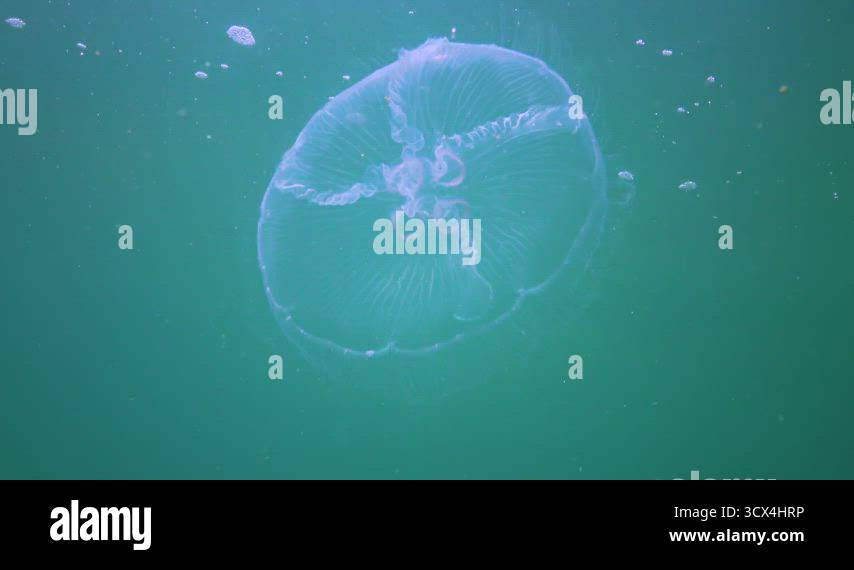 Black Sea fauna. Aurelia aurita (moon jelly, moon jellyfish, common ...