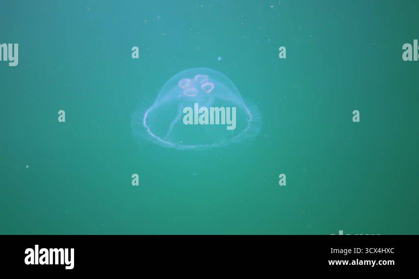 Black Sea fauna. Aurelia aurita (moon jelly, moon jellyfish, common ...