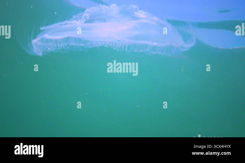 Black Sea fauna. Aurelia aurita (moon jelly, moon jellyfish, common ...