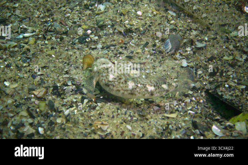 Marbled goby Pomatoshistus marmoratus - male protects his nest under ...