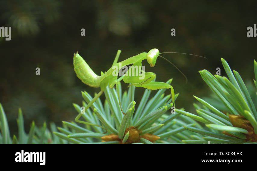 The European mantis (Mantis religiosa). The predatory insect preys on ...