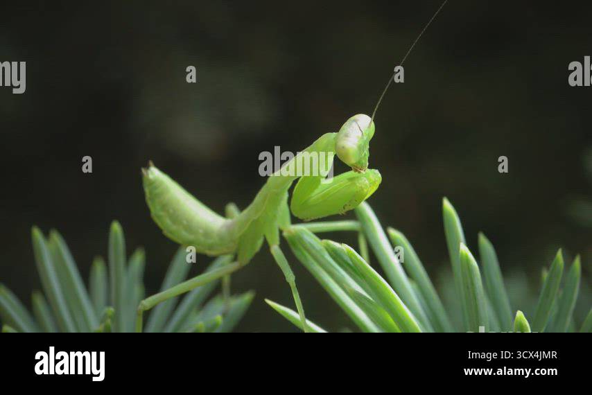 The European mantis (Mantis religiosa). The predatory insect preys on ...
