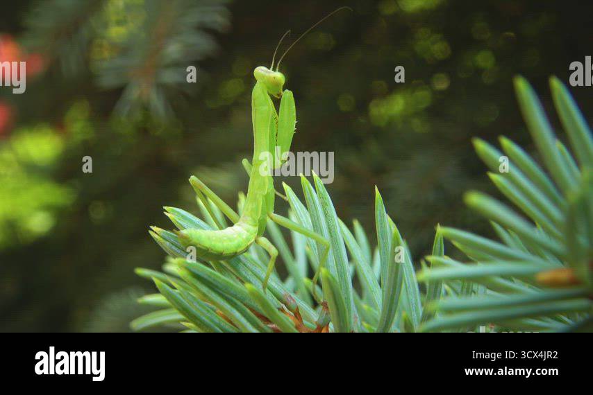 The European mantis (Mantis religiosa). The predatory insect preys on ...