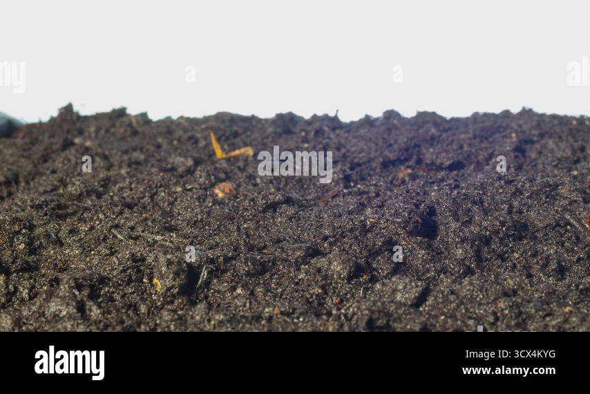 Bean sprouts grow Stock Videos & Footage - HD and 4K Video Clips - Alamy