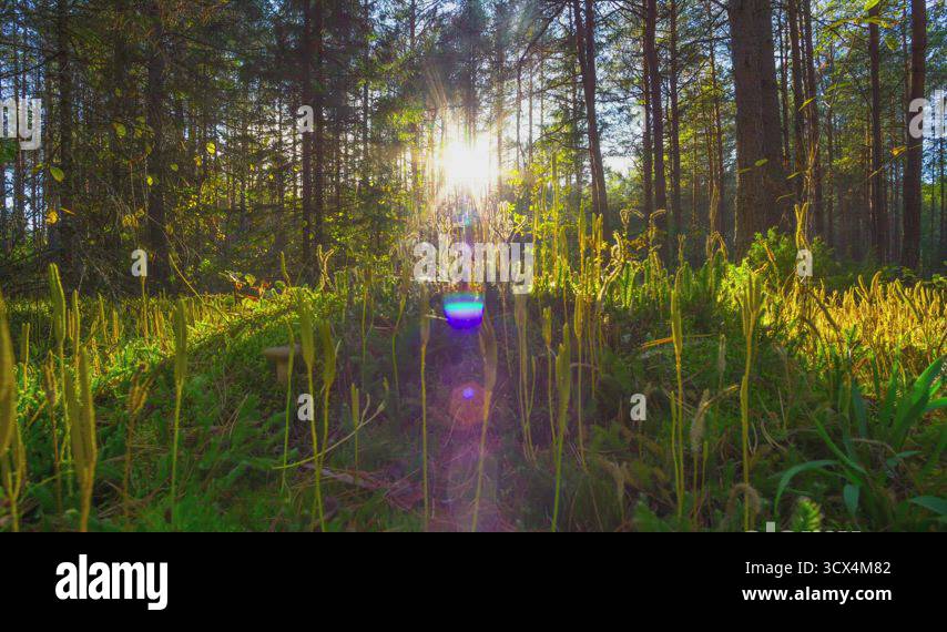 Sunset in the autumn magic forest, time-lapse filmed by crane Stock ...