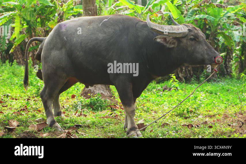A buffalo tied by a nose ring grazes in the tropical jungles of Asia ...
