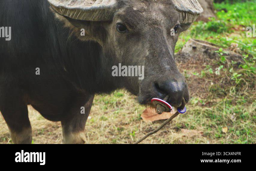 A buffalo tied by a nose ring grazes in the tropical jungles of Asia ...
