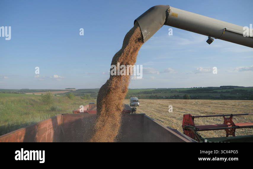 Seasonal harvesting of grain crops. Filling grain in the truck trailer ...
