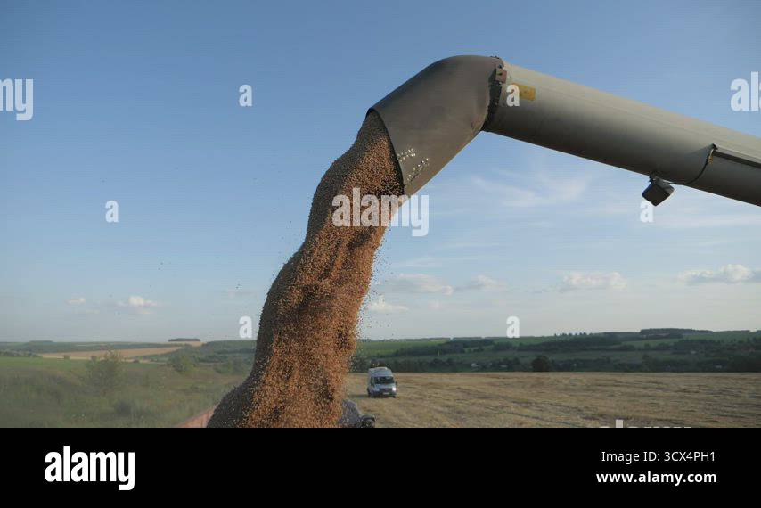 Seasonal harvesting of grain crops. Filling grain in the truck trailer ...