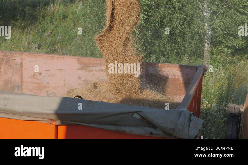 Seasonal harvesting of grain crops. Filling grain in the truck trailer ...